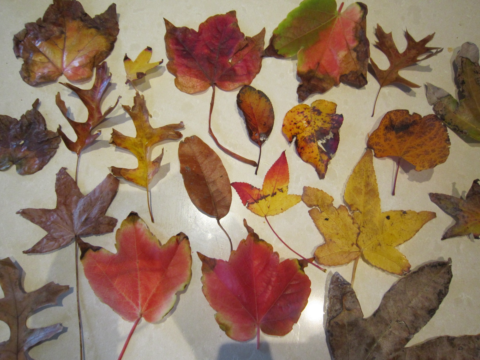 Autumn Leaves- easy home school lesson! - Primary School Art
