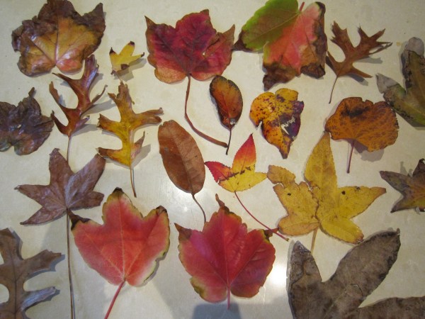 Autumn Leaves- easy home school lesson! - Primary School Art