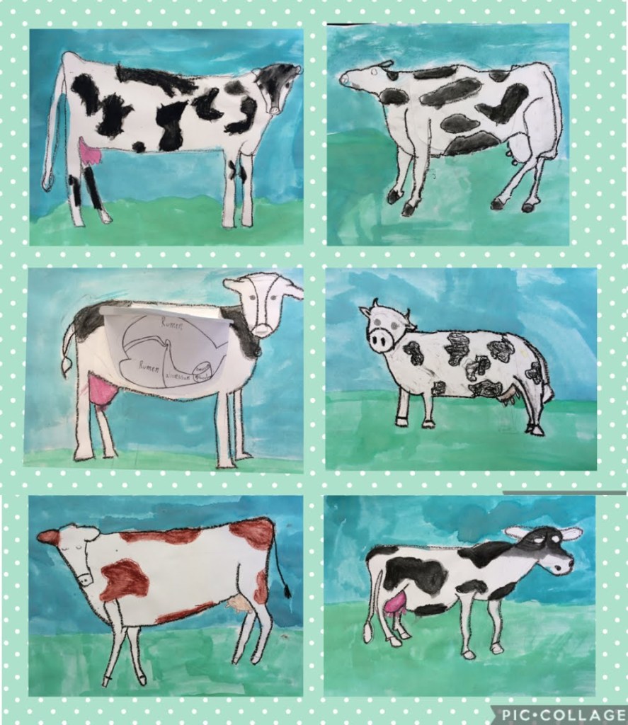 Cows with Four Stomachs! Year 3/4 Art lesson - Primary School Art